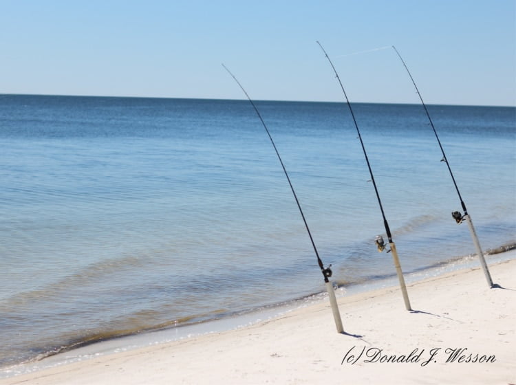Searching for a Serene Beach Getaway? Visit Alligator Point!